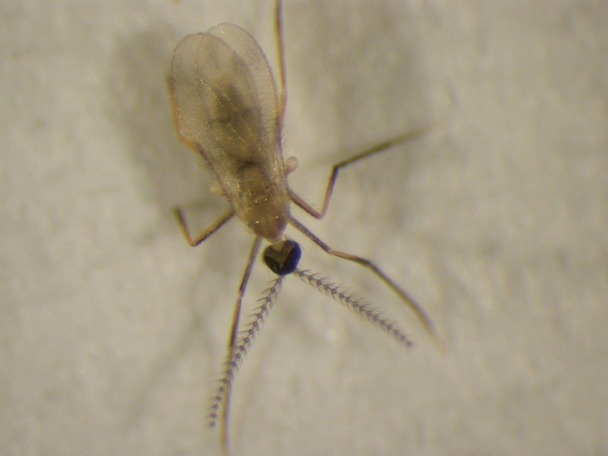 midge - Bioscience Today