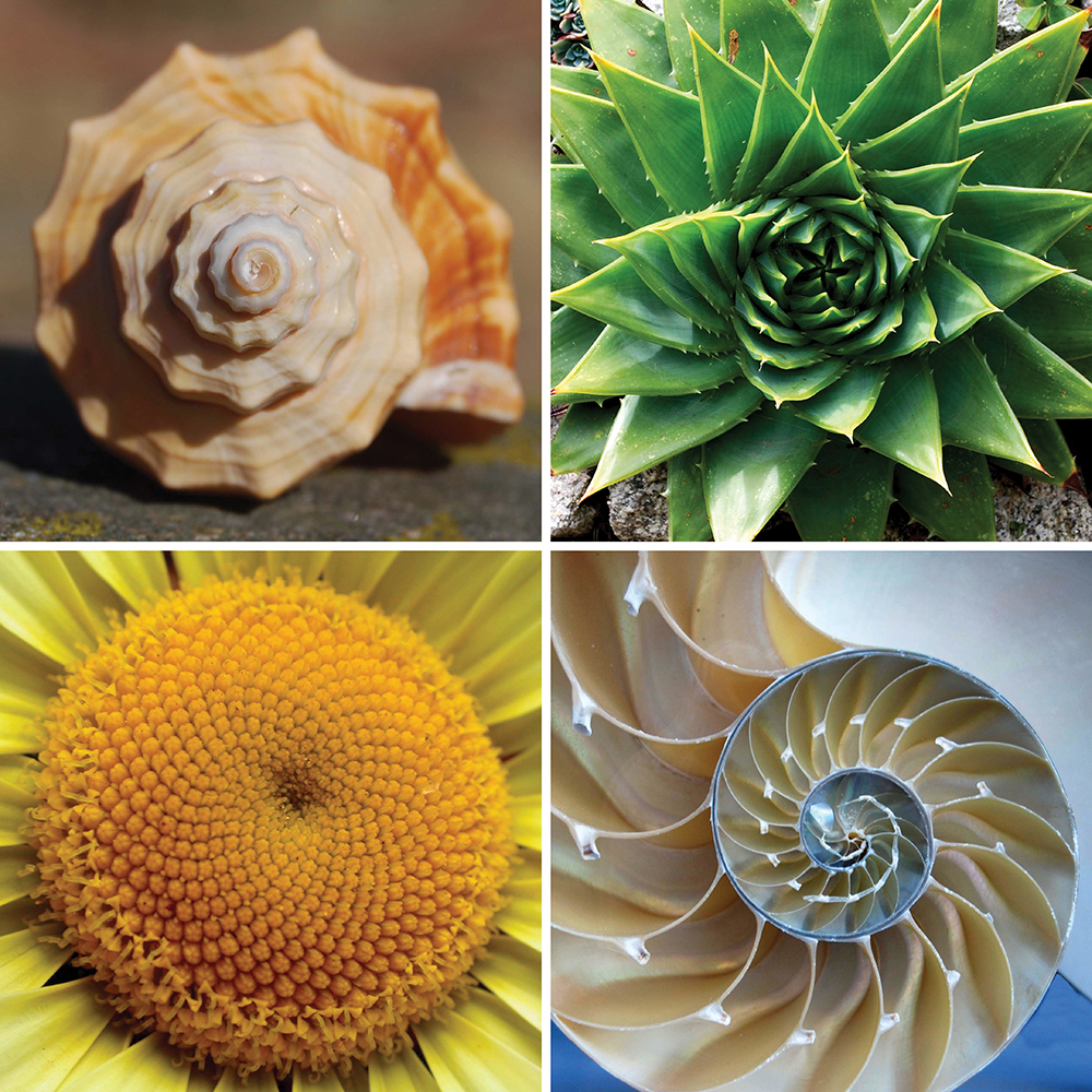 Beautiful Golden Ratio Spirals in Nature - Bioscience Today