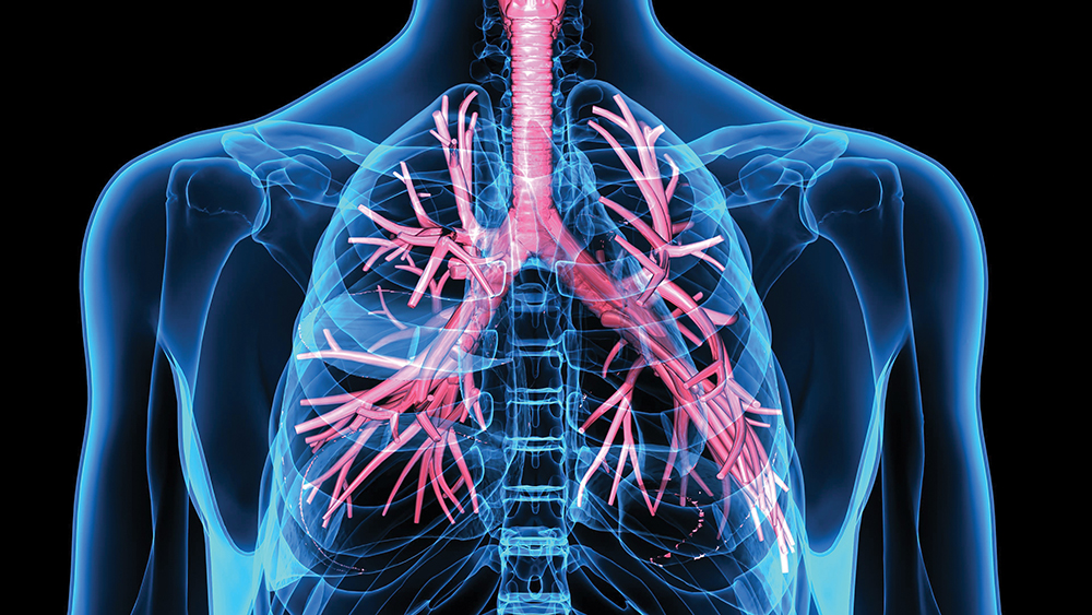 Human Respiratory System - Bioscience Today