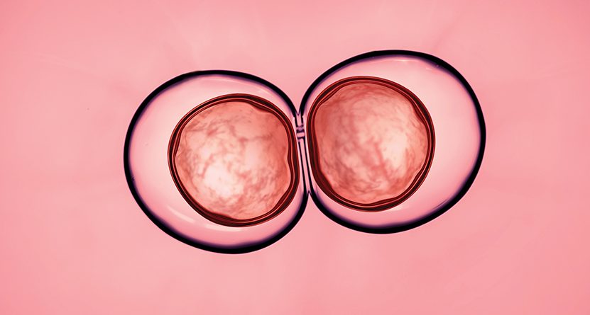 Cells division process, Cell divides into two cells - Bioscience Today