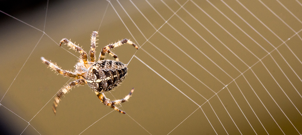Spider web secrets unravelled - Bioscience Today