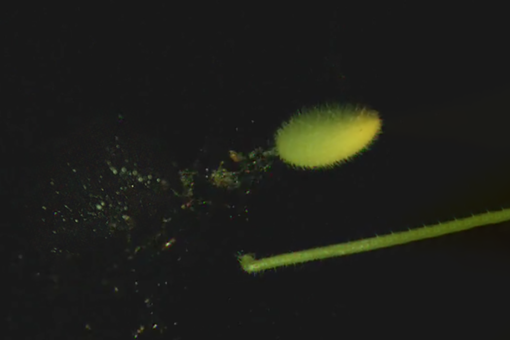 ‘Explosive’ secrets of the squirting cucumber - Bioscience Today