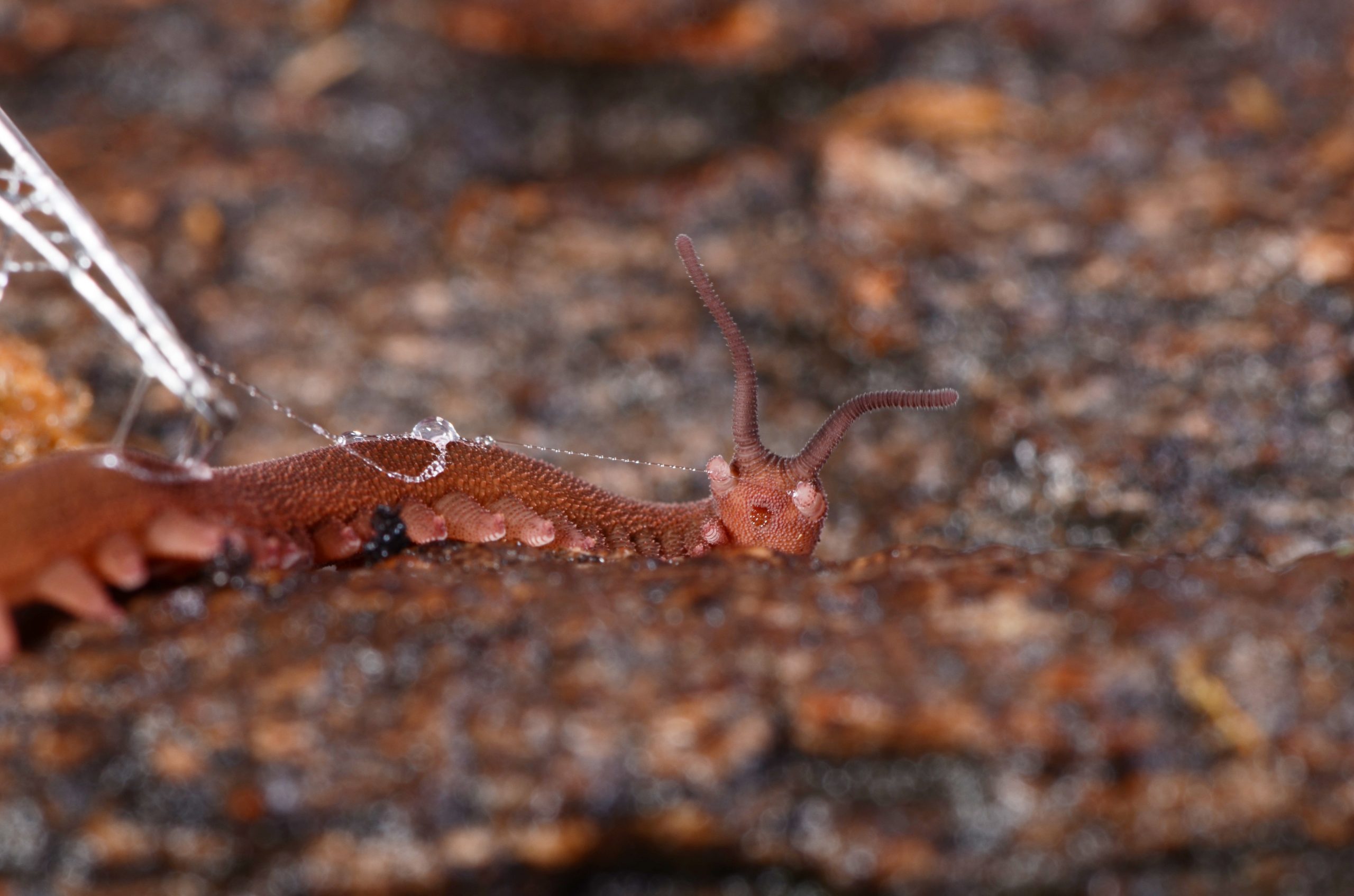 Worm slime could revolutionise bioplastics - Bioscience Today